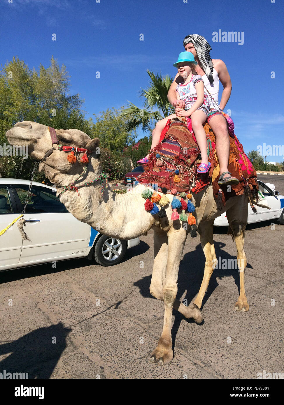 Egypt, sharm el-sheikh, 7 Jan 2017 - camel riding Stock Photo - Alamy