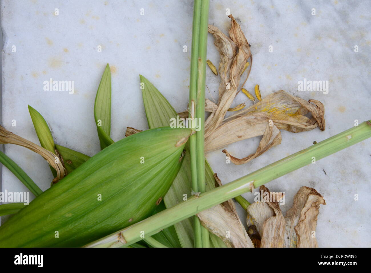Decaying flowers hi-res stock photography and images - Alamy