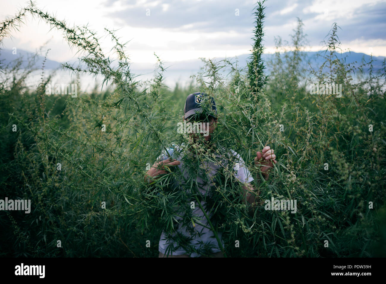 Smoking canabis hi-res stock photography and images - Alamy