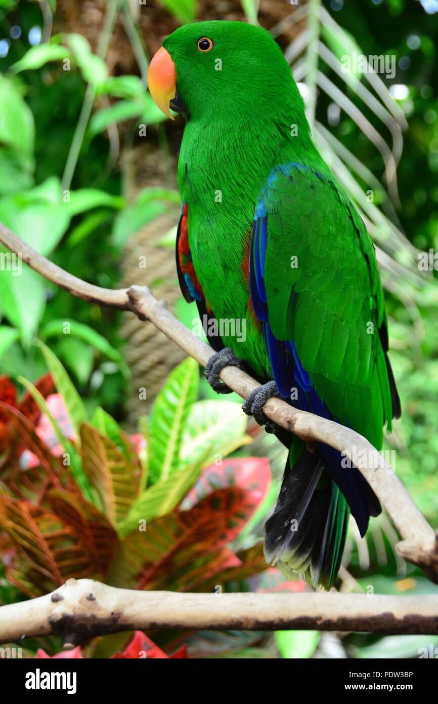 Victoria butterfly gardens bird birds wildlife hi-res stock photography ...
