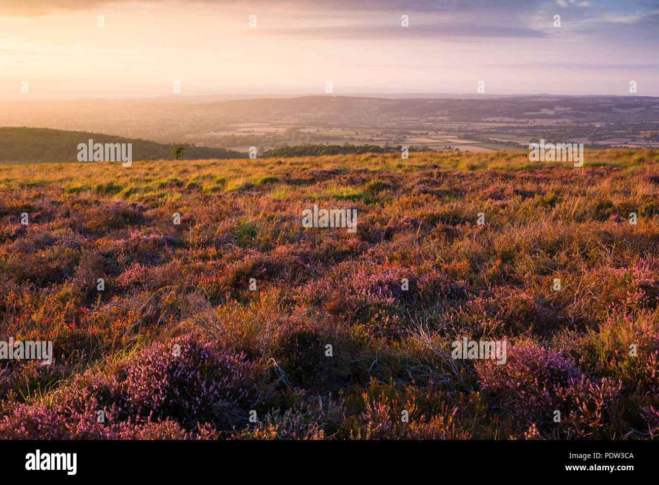 Heather on Black Down in the Mendip Hills National Landscape, Somerset ...