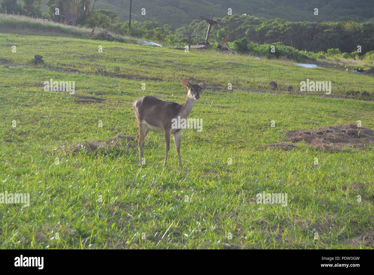 Baby deer drawing hi-res stock photography and images - Alamy