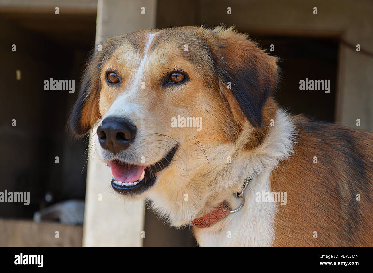 Happy cute pet hi-res stock photography and images - Alamy