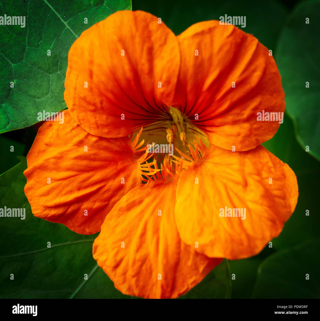 Nasturtium plant hi-res stock photography and images - Alamy