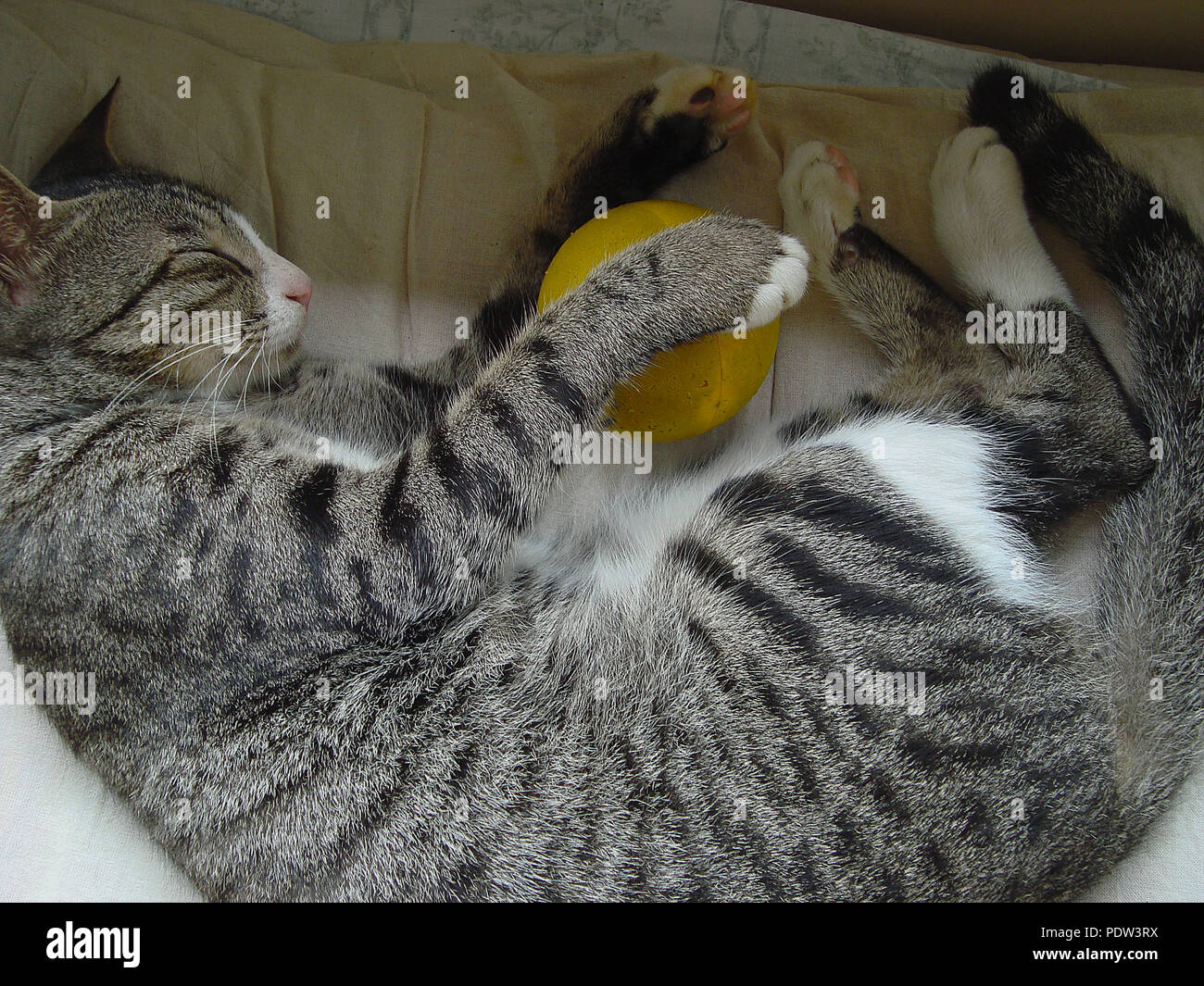 Grey kitten sleeping with her favourite toy Stock Photo - Alamy
