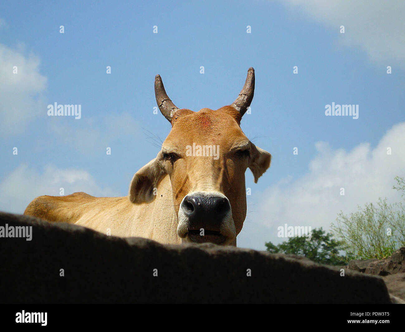 Indian dairy cattle hi-res stock photography and images - Alamy