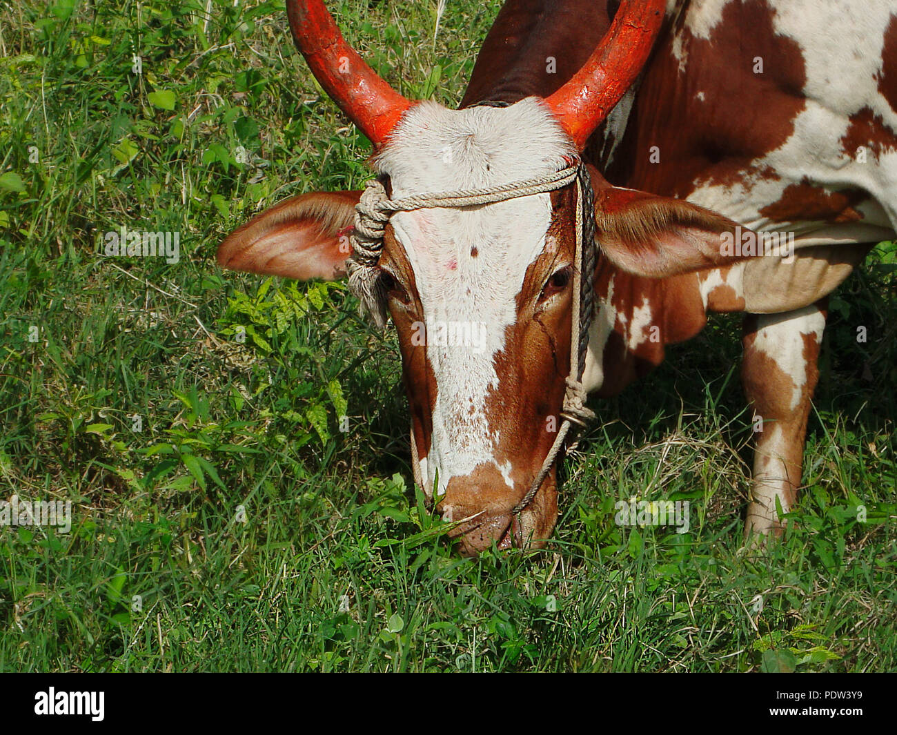 Indian cow hi-res stock photography and images - Alamy
