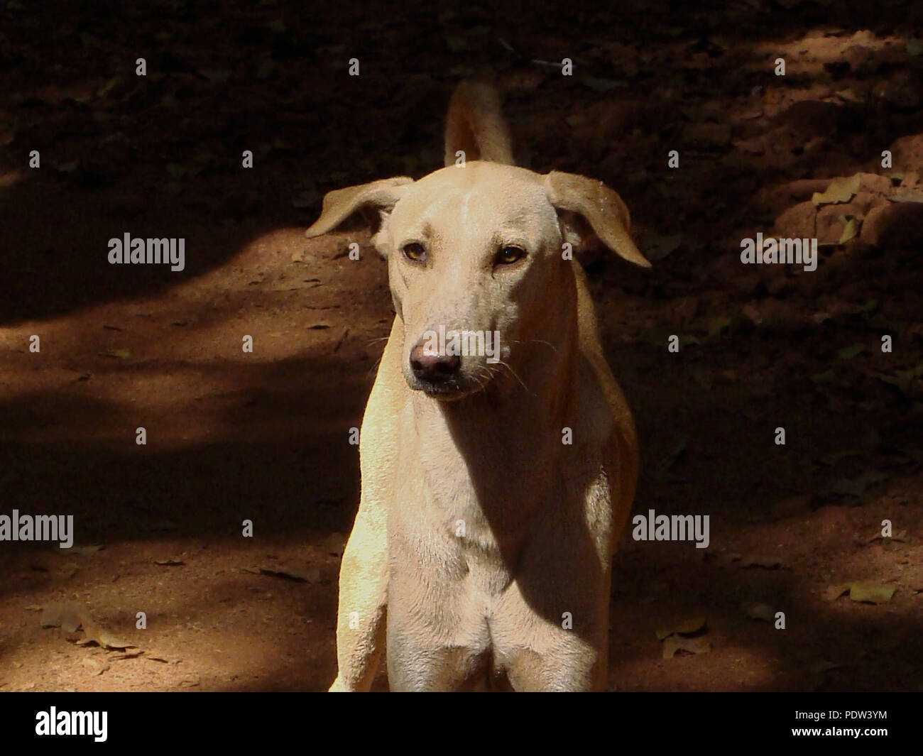 Dog black labrador street hi-res stock photography and images - Alamy