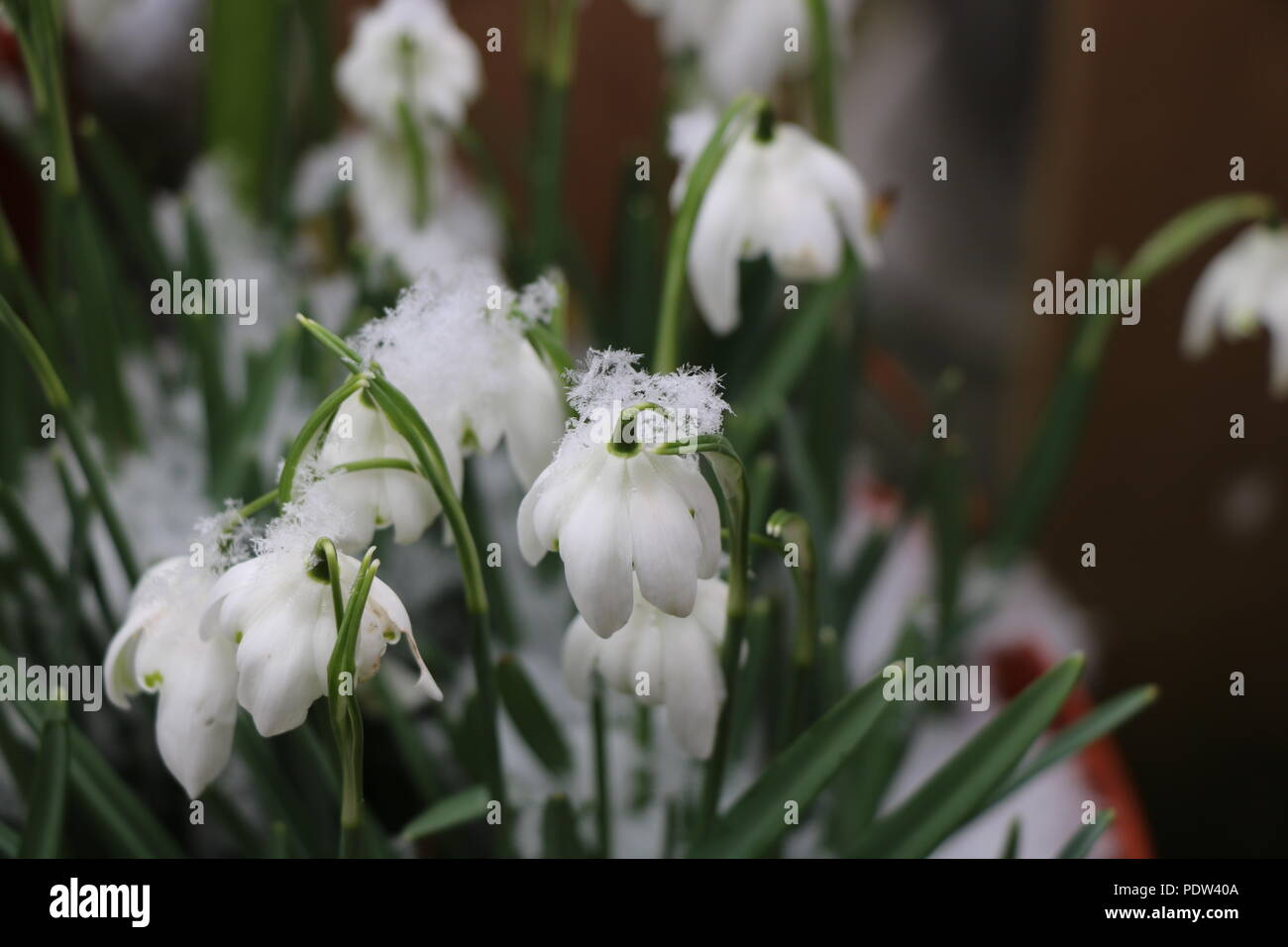 Snowflakes on Snowdrops, Winter Flower, Snow on Snowdrops. Galanthus ...