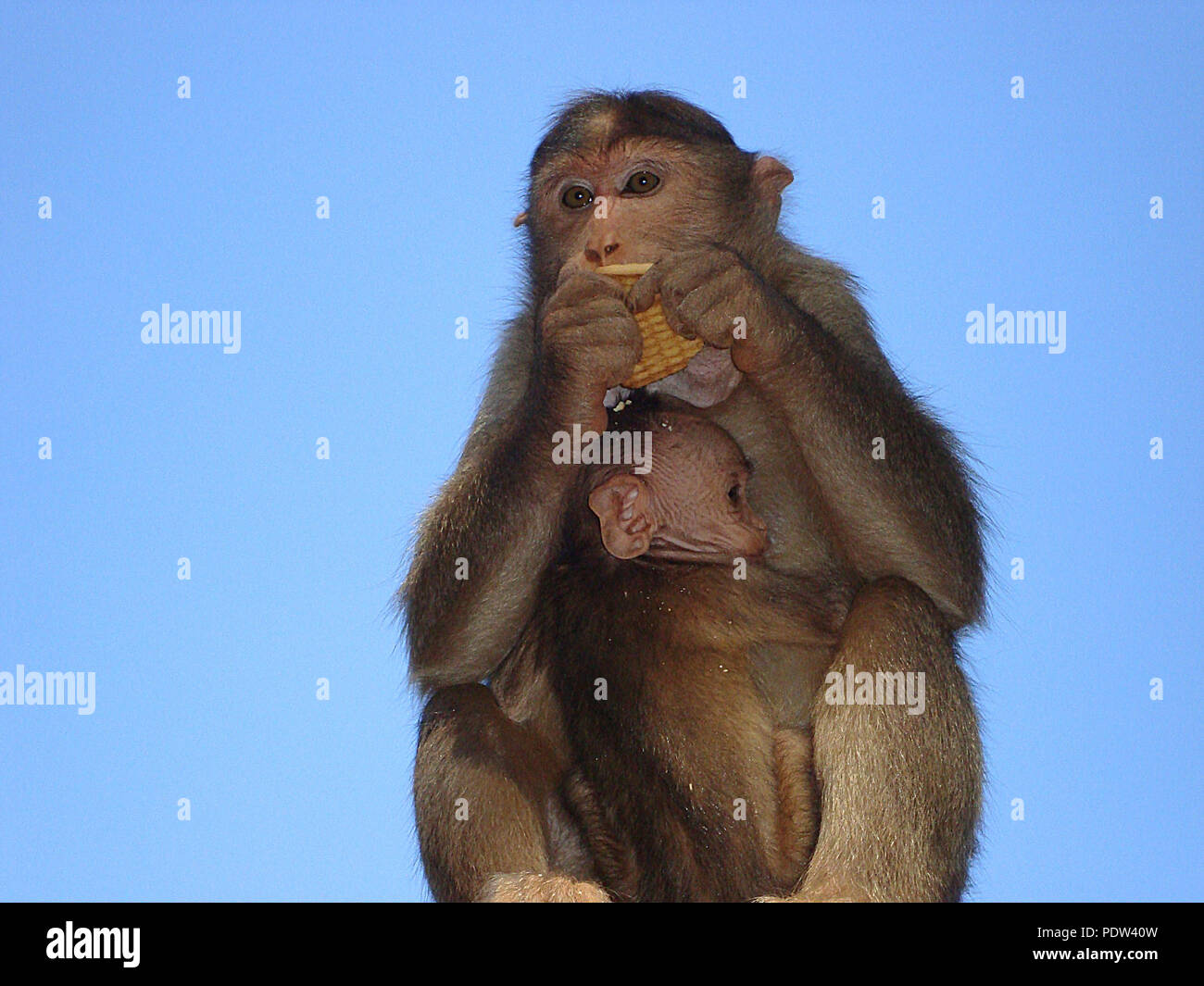 Monkey milk feeding baby monkey hi-res stock photography and images - Alamy