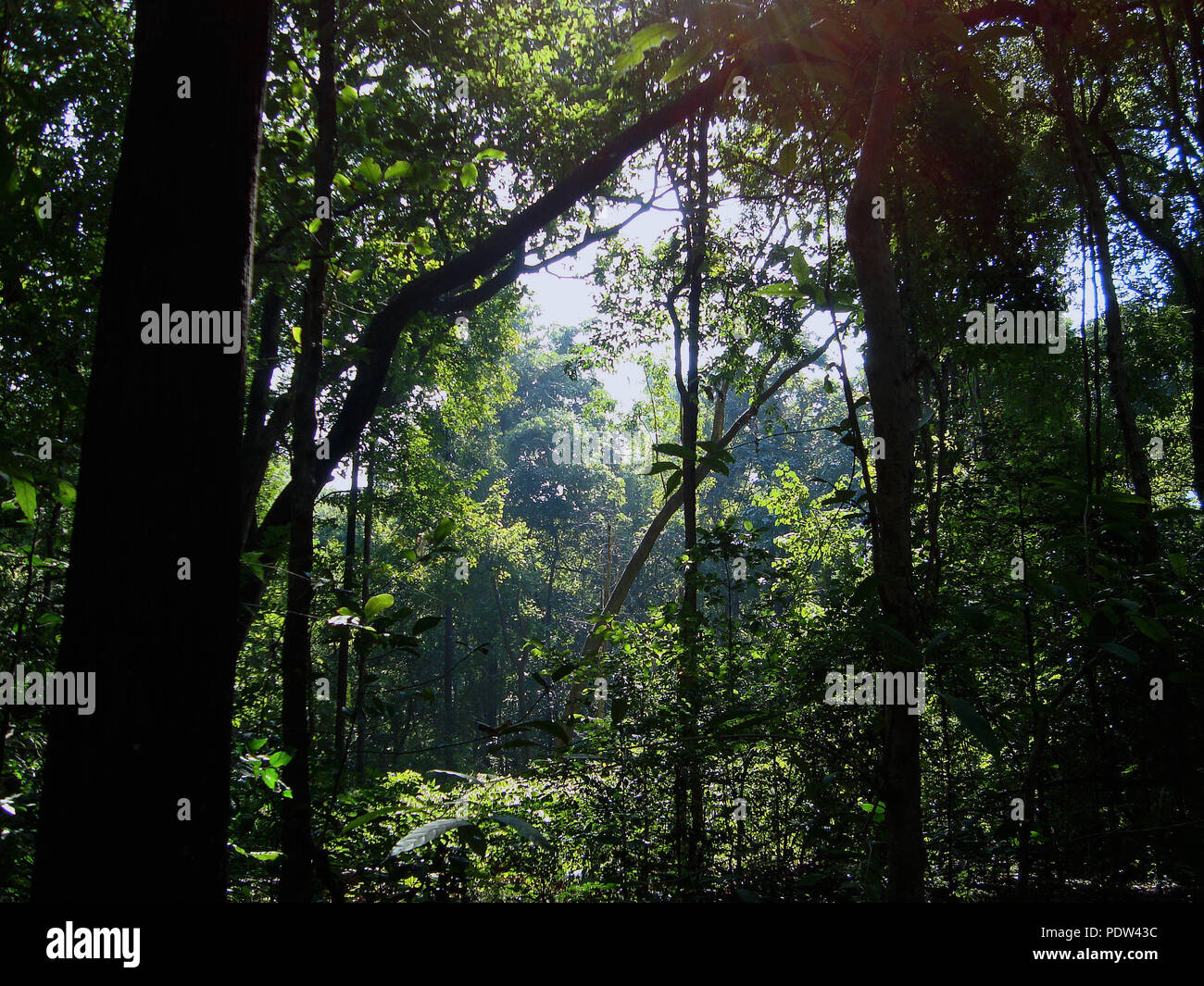 Indian forest green nature hi-res stock photography and images - Alamy