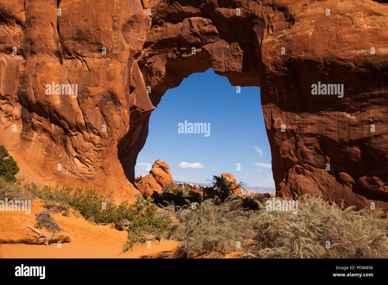 Pine Tree Arch Stock Photo - Alamy