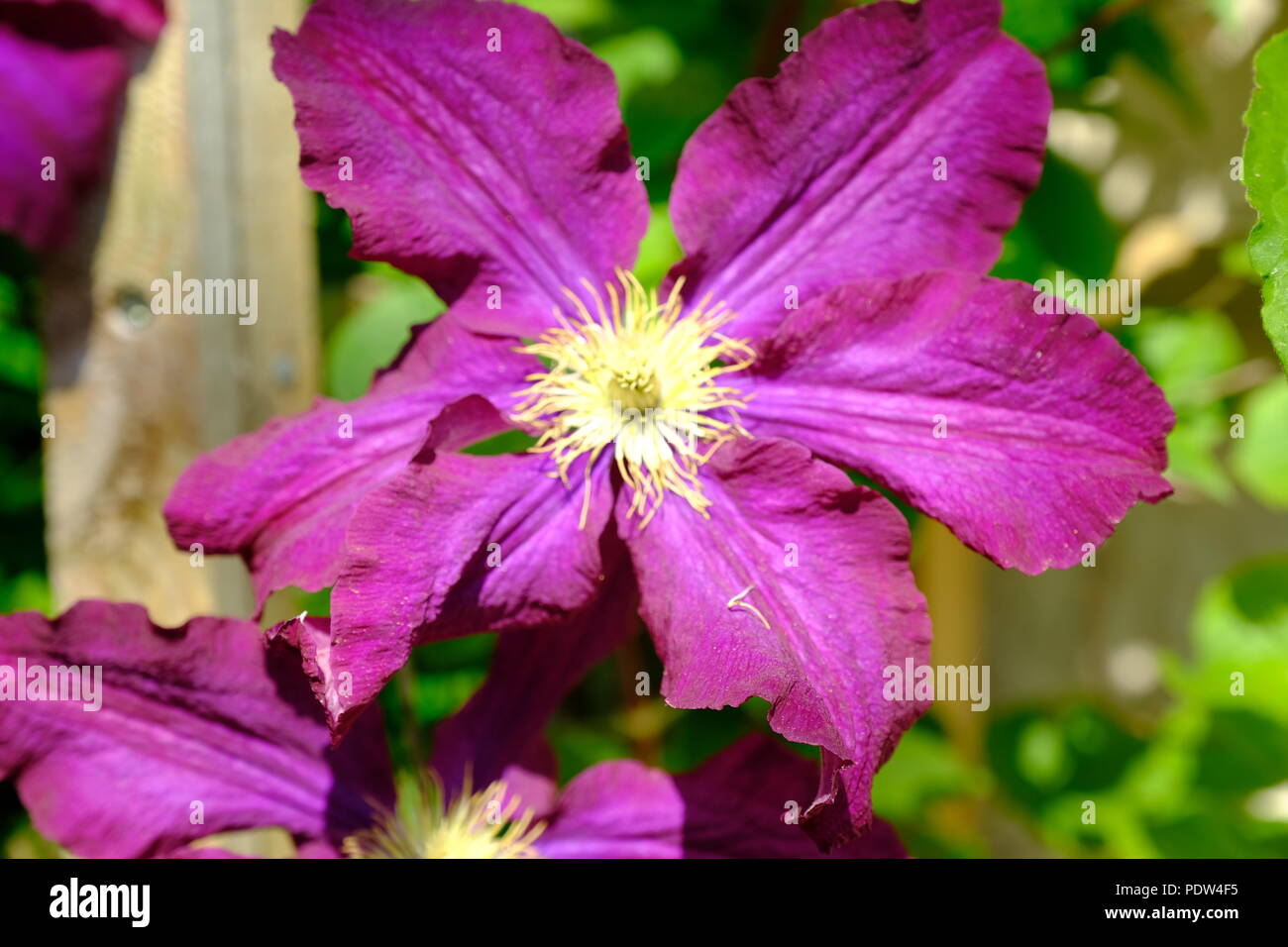 Bloom flowering blossom bloom sprin hi-res stock photography and images ...