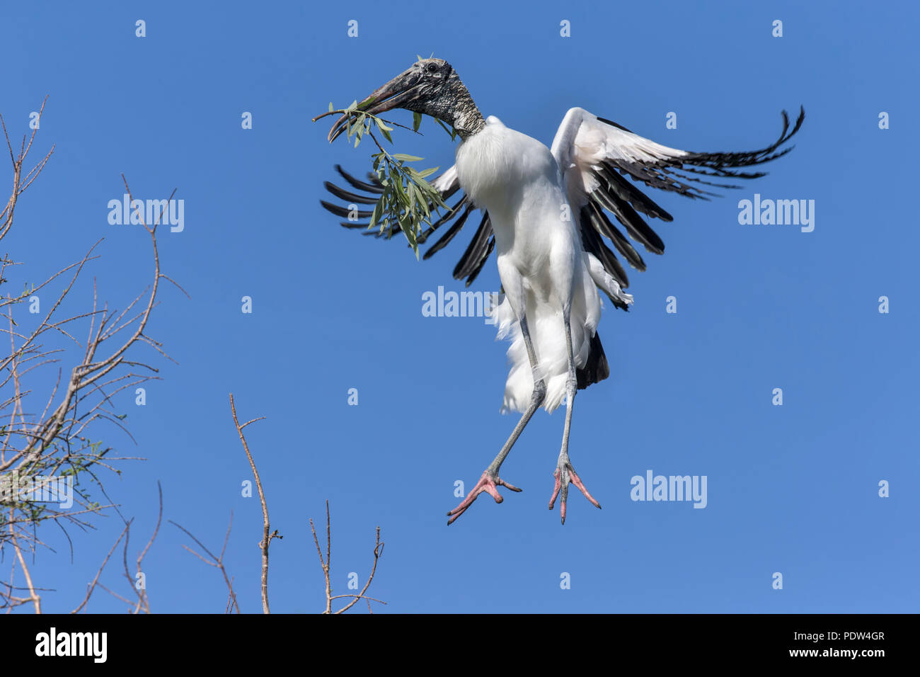 Wood stork stork mycteria americana usa florida bird nesting breeding ...