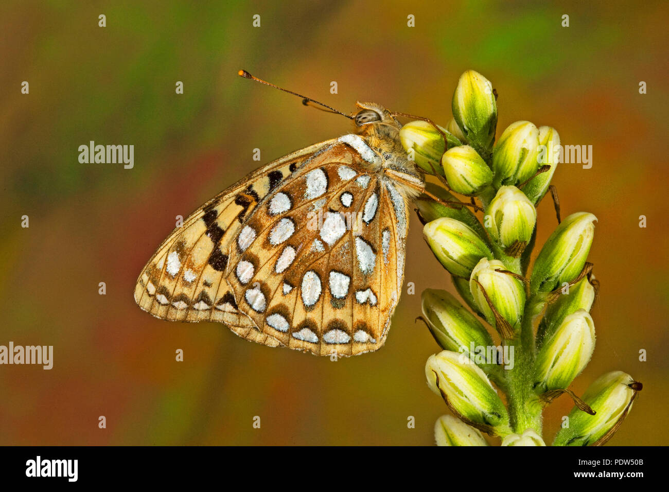 A Zerene Fritillary butterfly, Speyeria zerene, on a wildflower in the ...