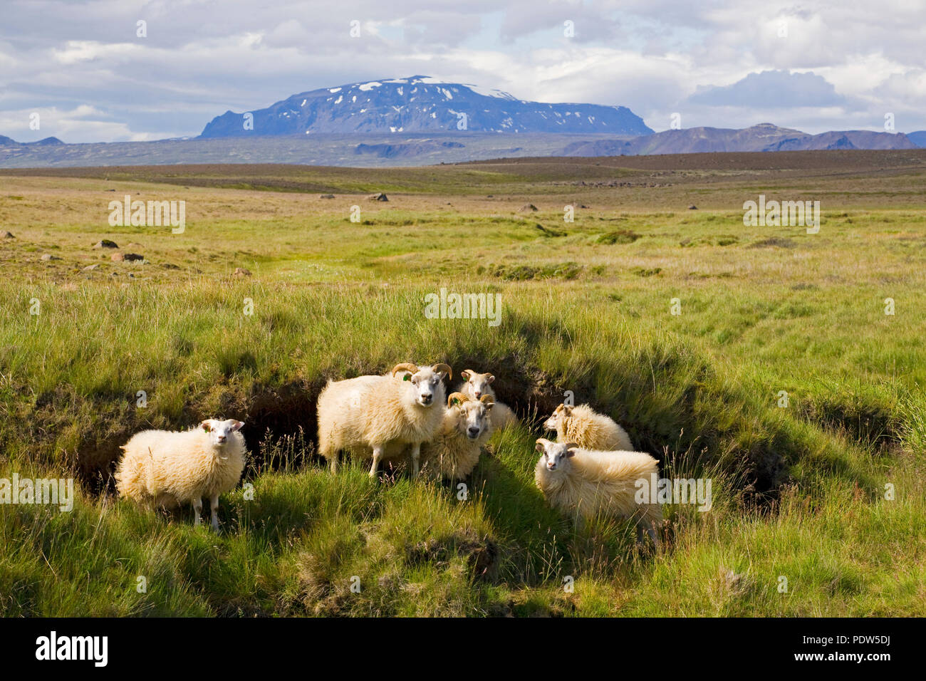 Wool sheep hi-res stock photography and images - Alamy