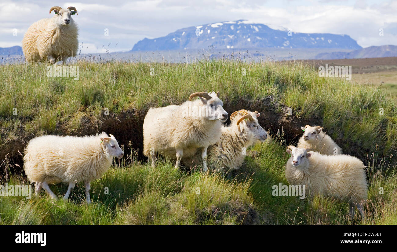 Icelandic sheep hi-res stock photography and images - Alamy