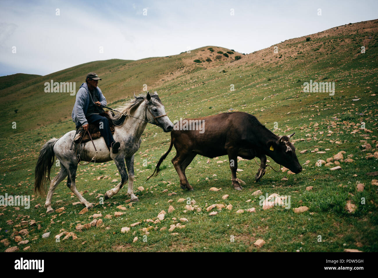Kyrgyz nomads with their animals Stock Photo - Alamy