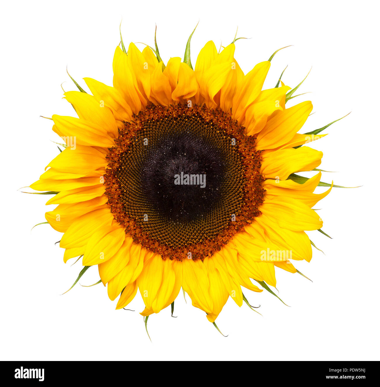 Sunflower isolated on white background. Top view Stock Photo - Alamy