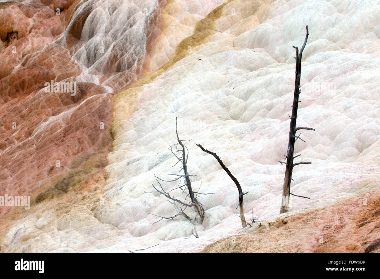 Palette Spring at Mammoth Hot Springs, Yellowstone National Park ...
