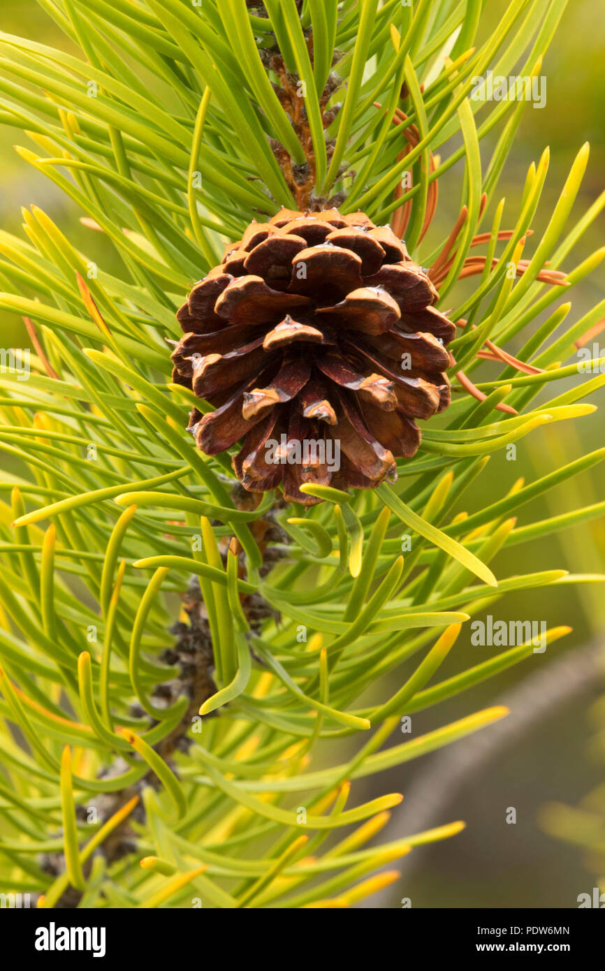 Lodgepole Pine Cone