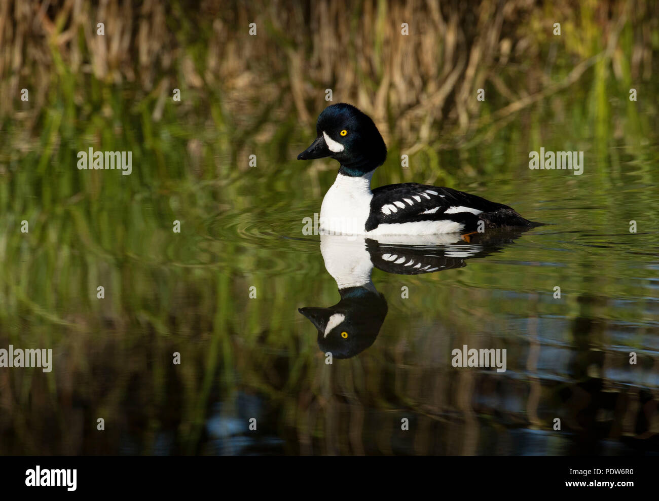 Barrow's goldeneye (Bucephala islandica), Grand Teton National Park ...