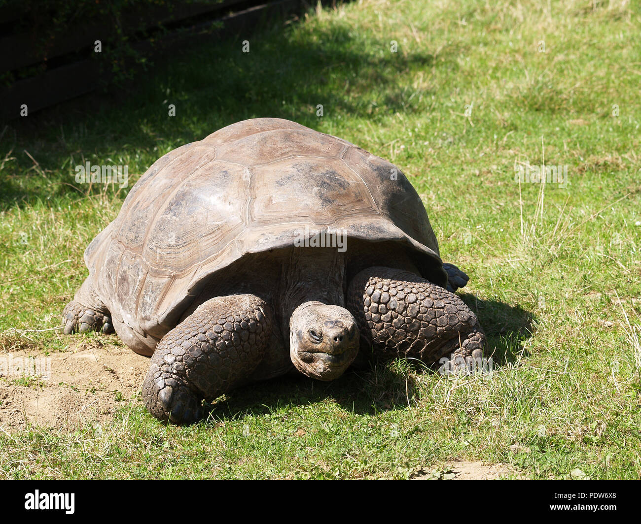 Giant tortoise eating grass in pasture Stock Photo - Alamy