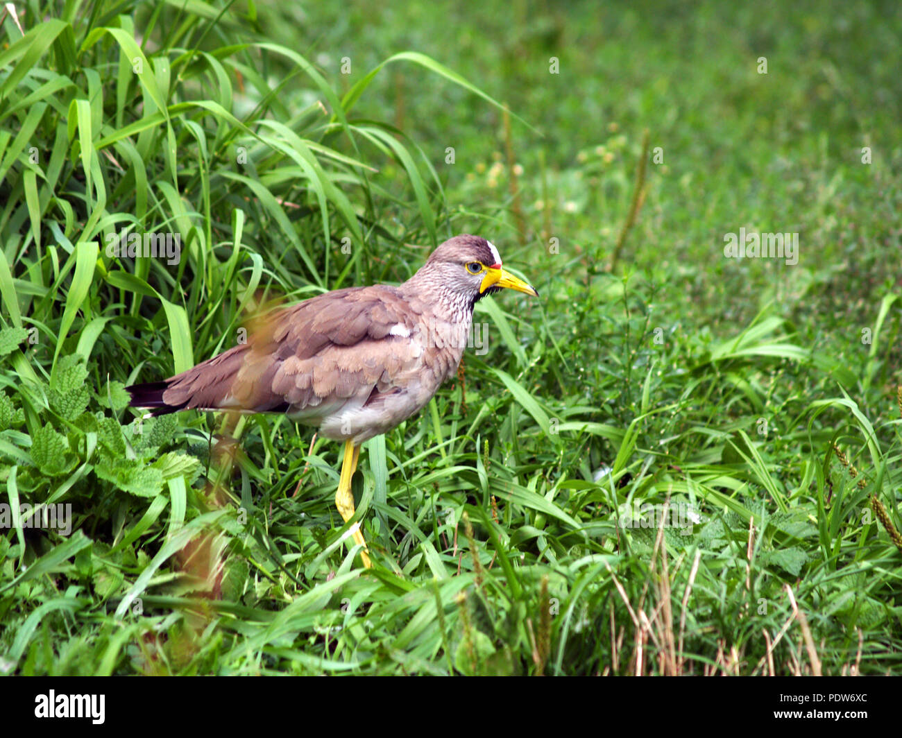 Portrait of lapwing bird Stock Photo - Alamy