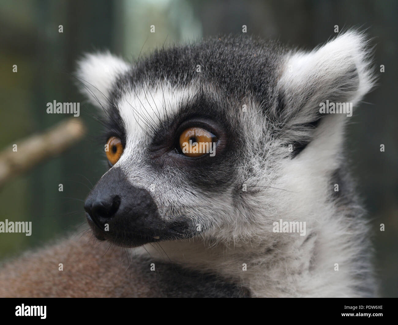 Detail of head of lemur catta Stock Photo - Alamy