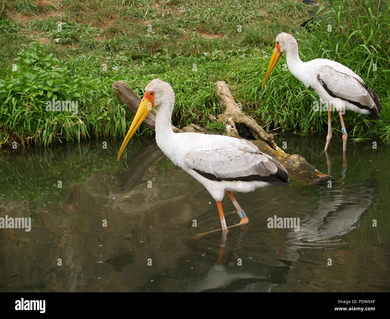 Yellow-billed storks hunting in the water Stock Photo - Alamy