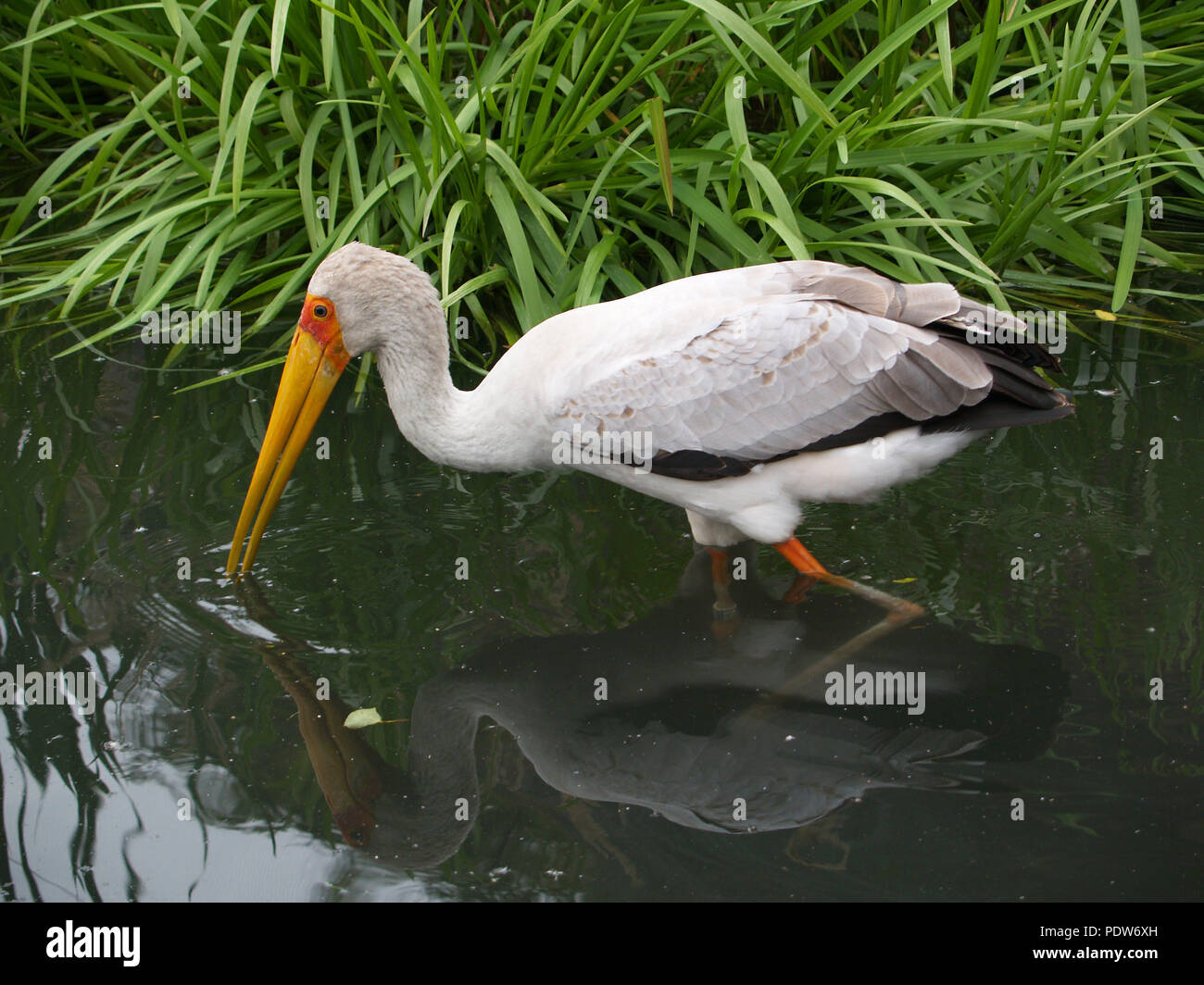 Yellow-billed stork hunting in the water Stock Photo - Alamy