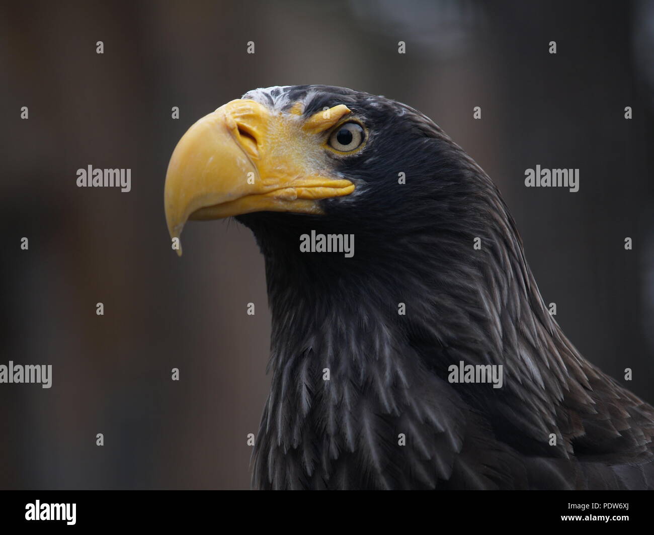 Head of the largest european eagle Stock Photo - Alamy