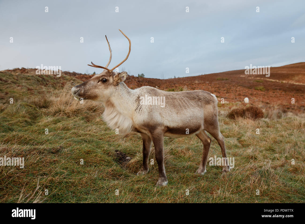 Cairngorm reindeer hi-res stock photography and images - Alamy