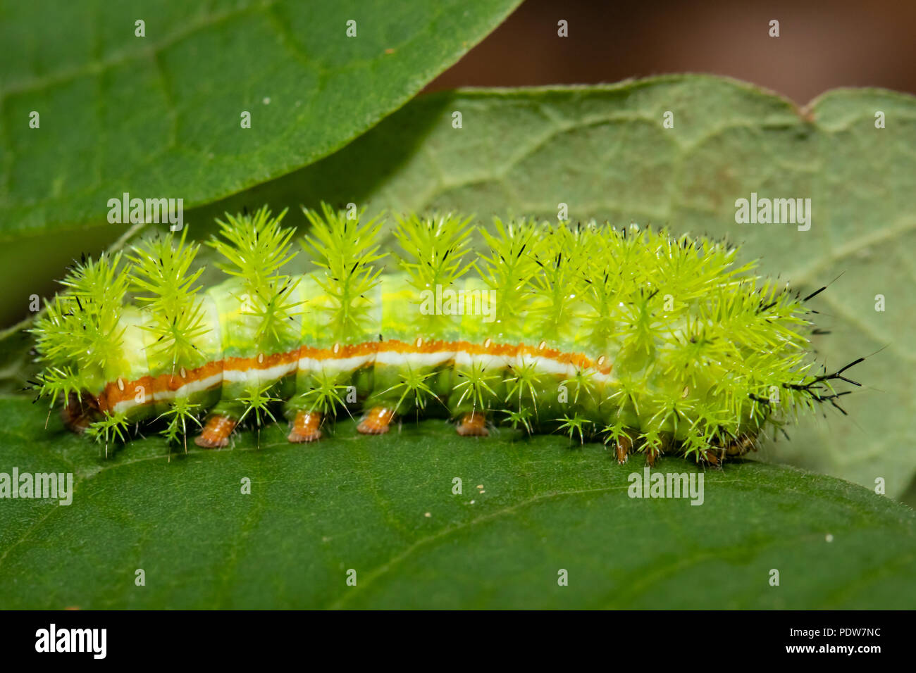 Venomous IO moth caterpillar - Automeris io Stock Photo - Alamy