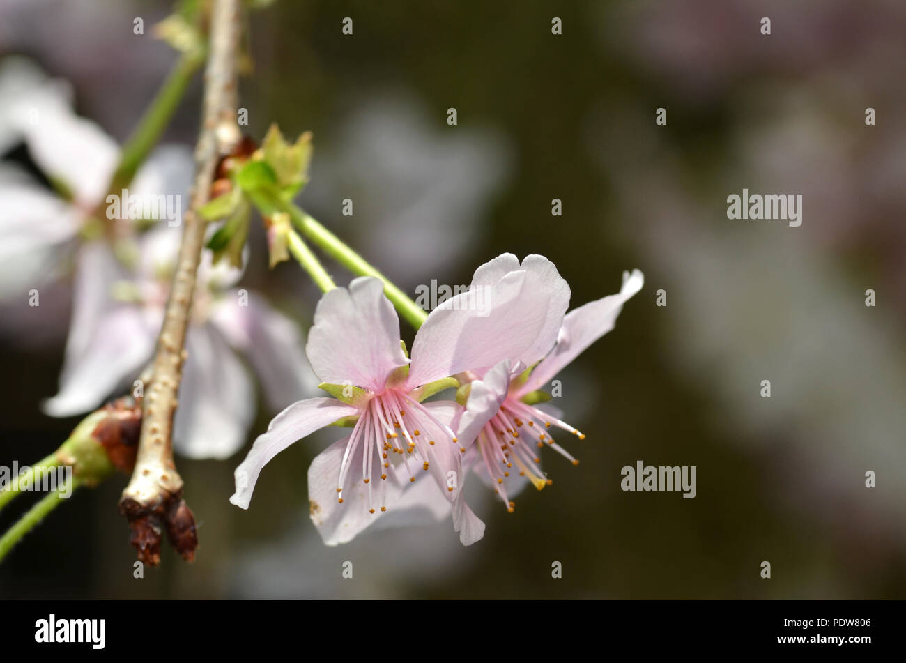 Spring flowers series, Beautiful Cherry blossom Stock Photo - Alamy