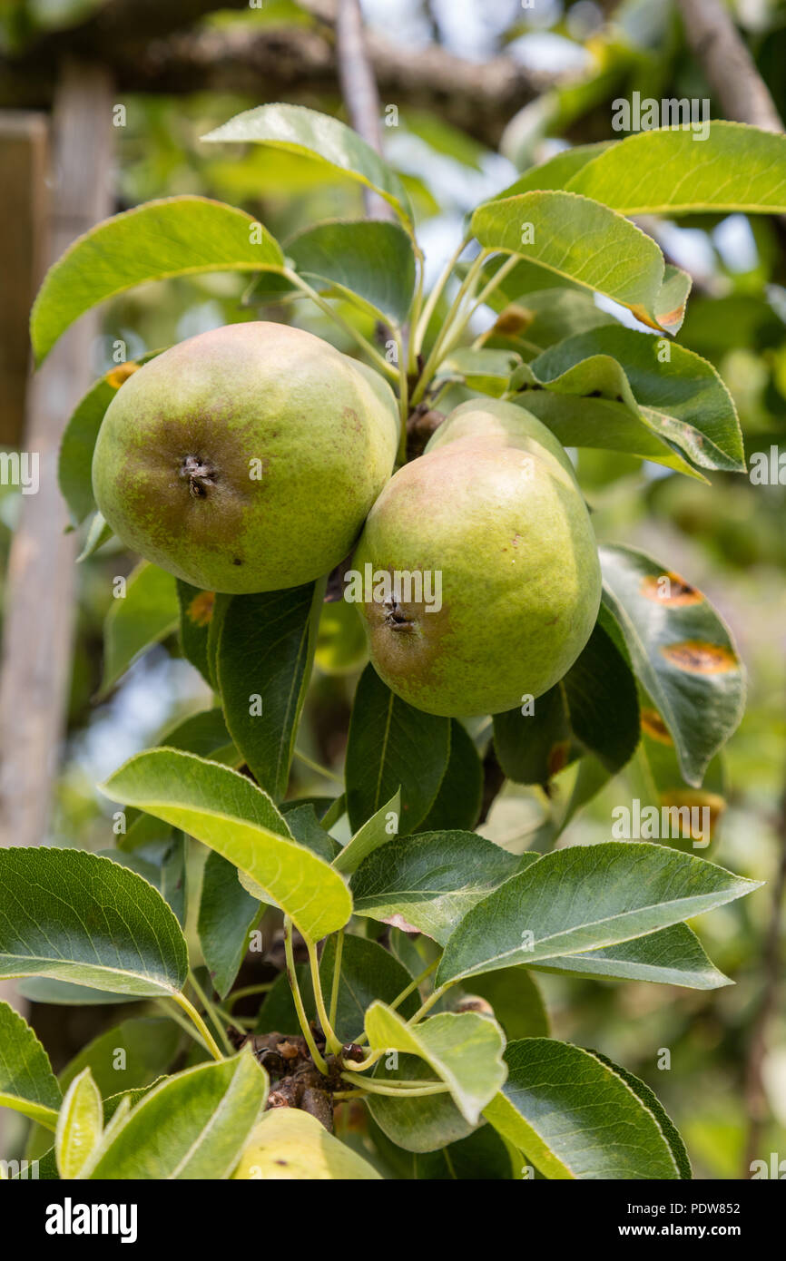Rust leaves hi-res stock photography and images - Alamy