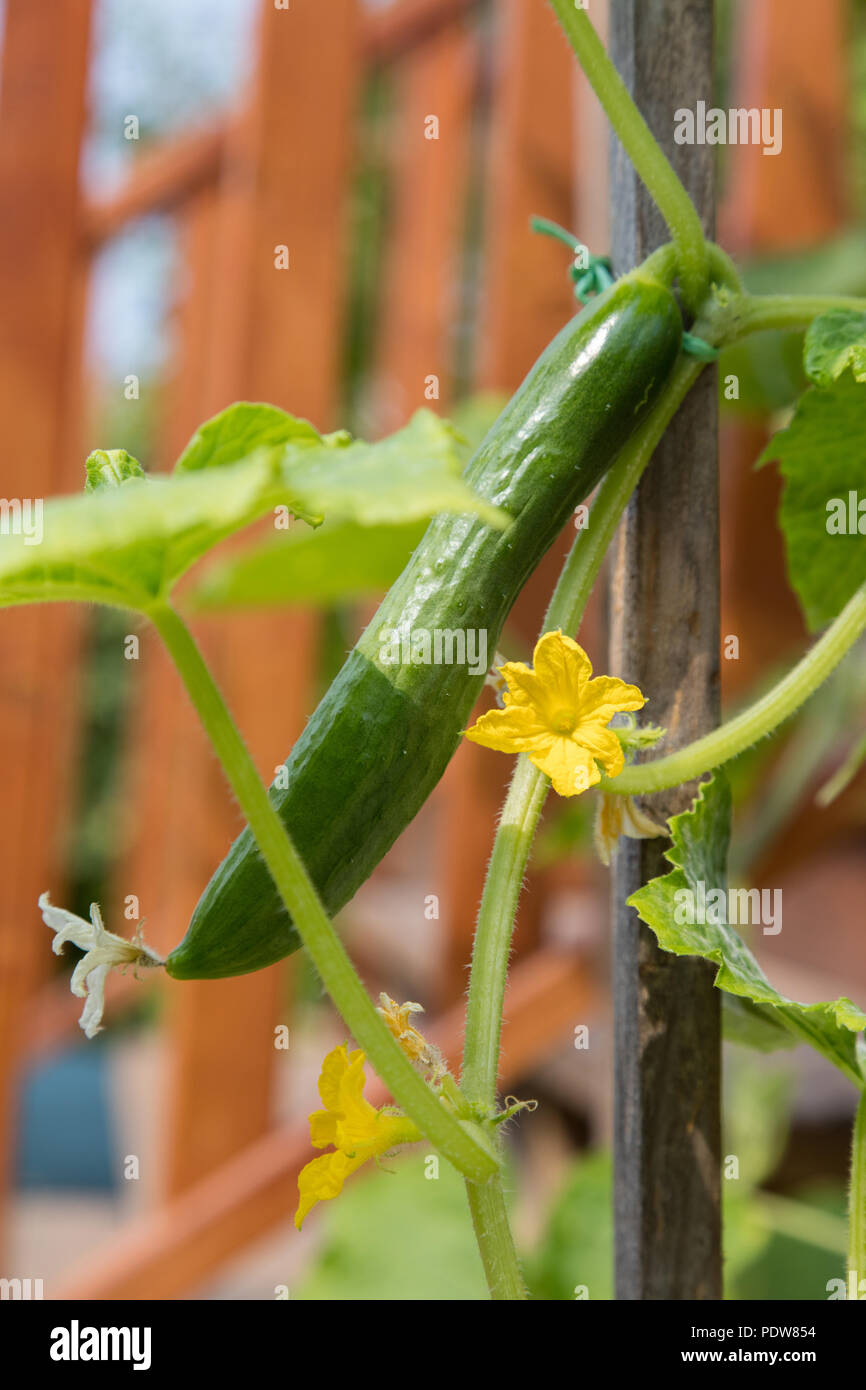 Cucumber in the garden with flower Stock Photo - Alamy