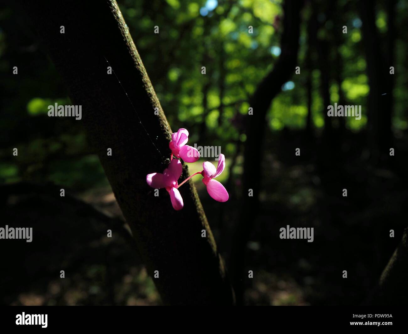 Cercis siliquastrum, Judas tree, Love tree, purple blossoms in the dark ...