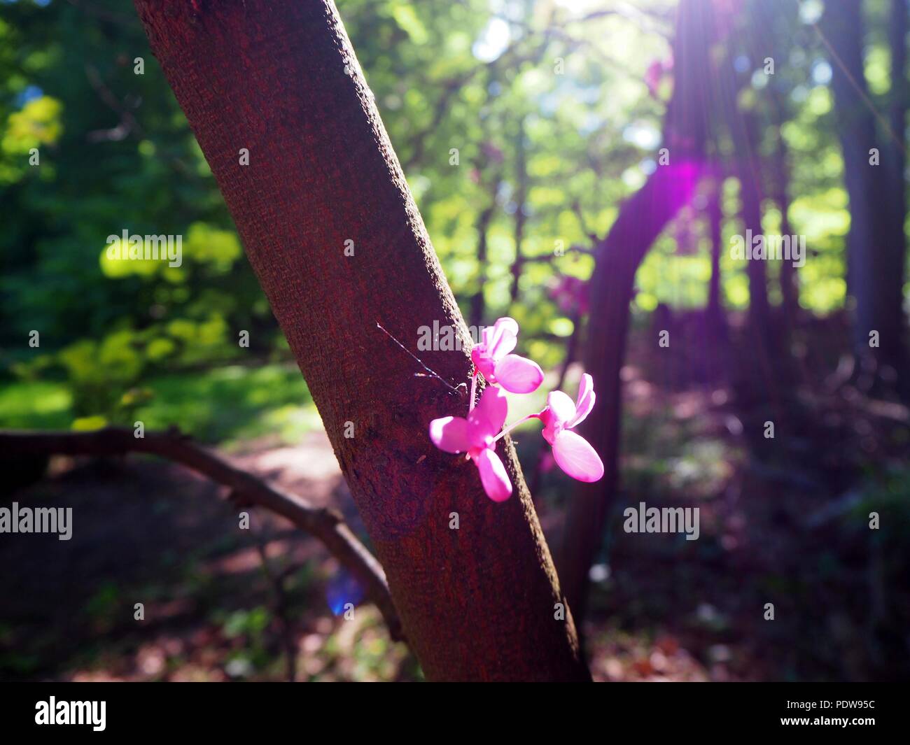 Cercis siliquastrum, Judas tree, Love tree, purple blossoms in the dark ...