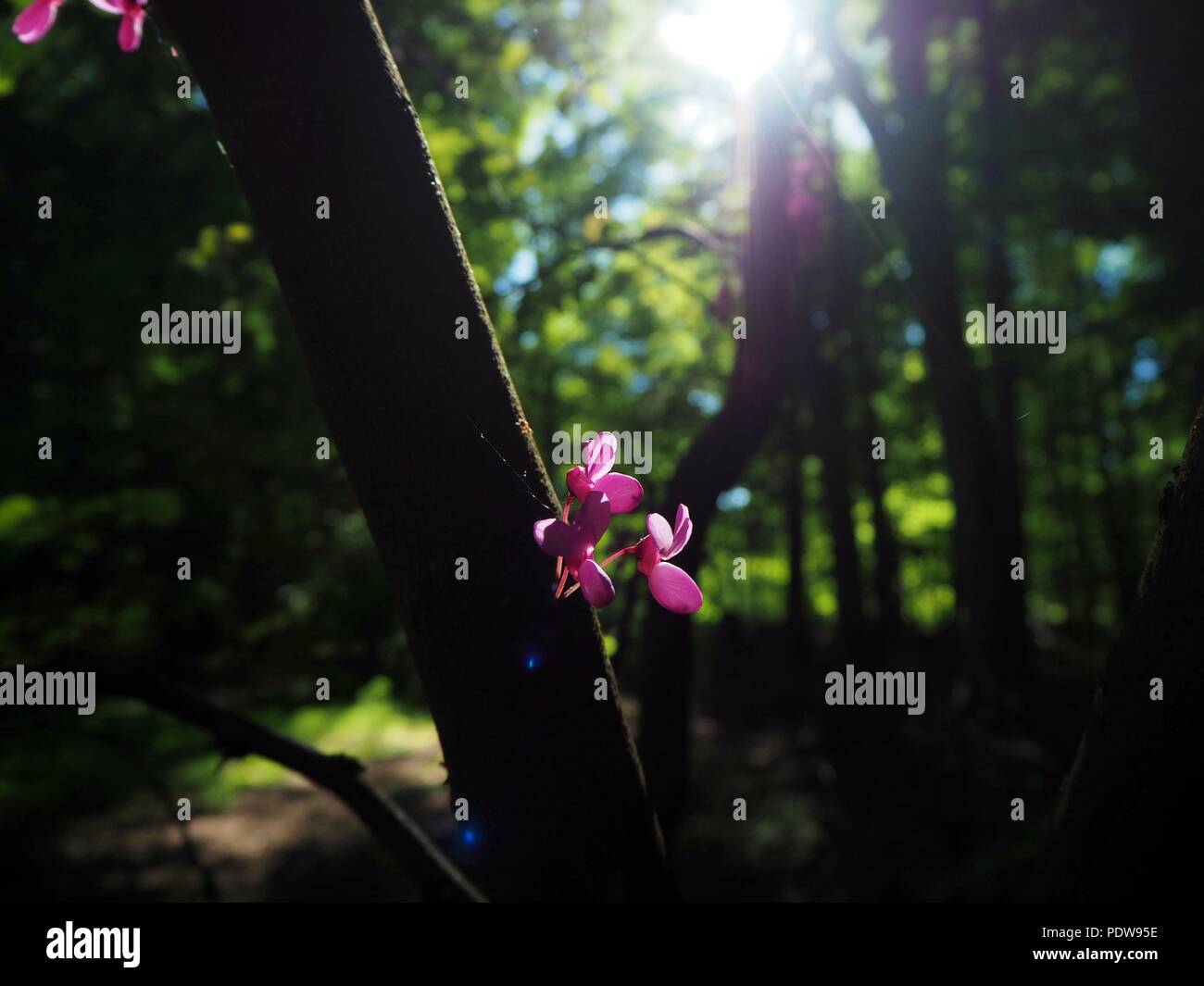 Cercis siliquastrum judas tree hi-res stock photography and images - Alamy