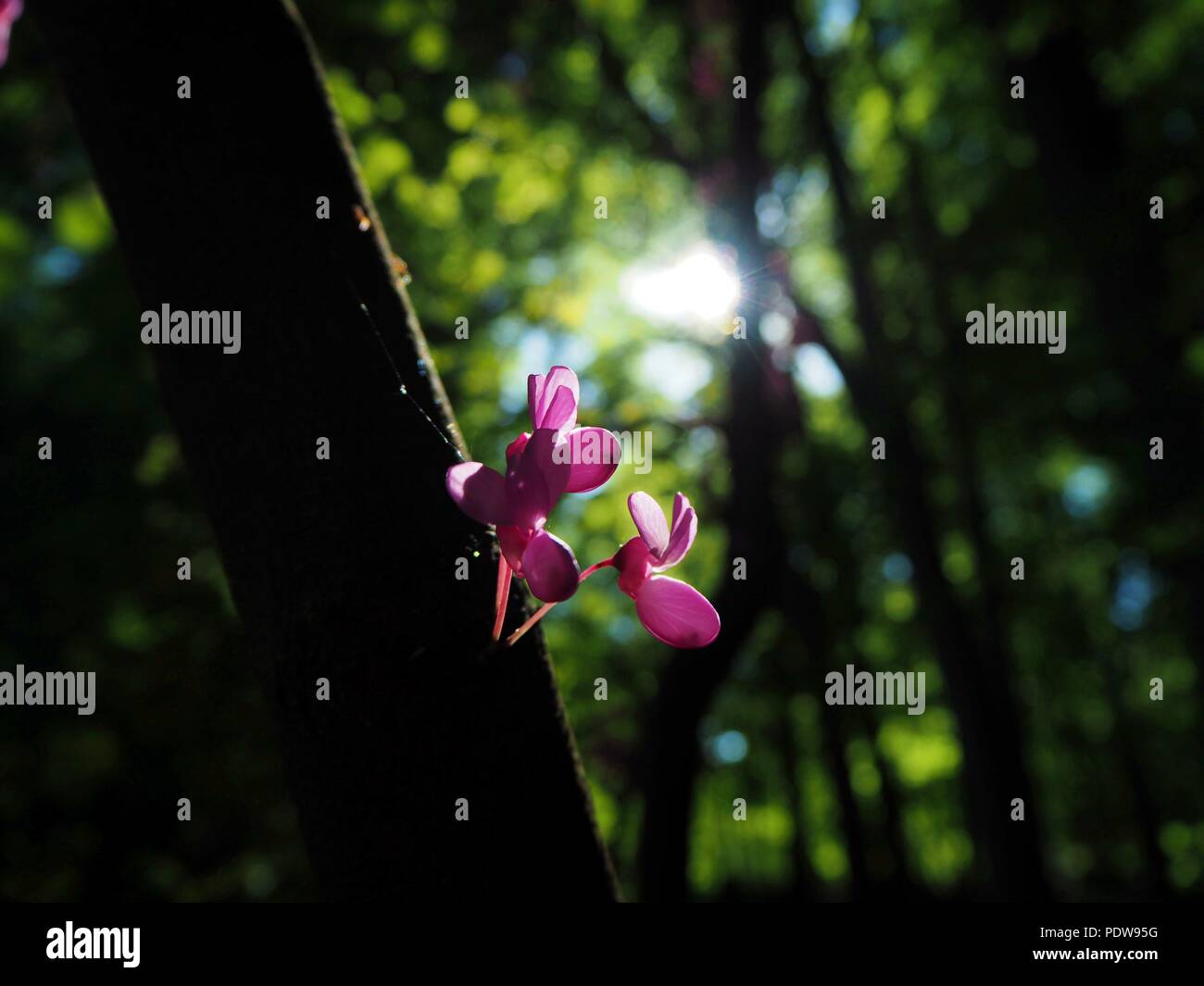 Cercis siliquastrum judas tree hi-res stock photography and images - Alamy