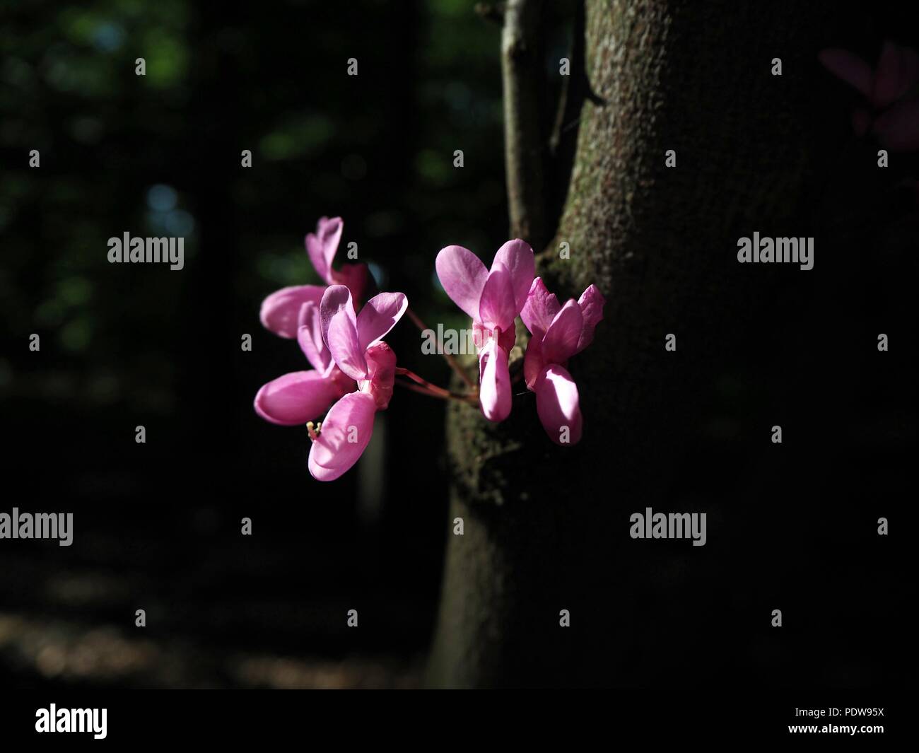 Cercis siliquastrum, Judas tree, Love tree, purple blossoms in the dark ...