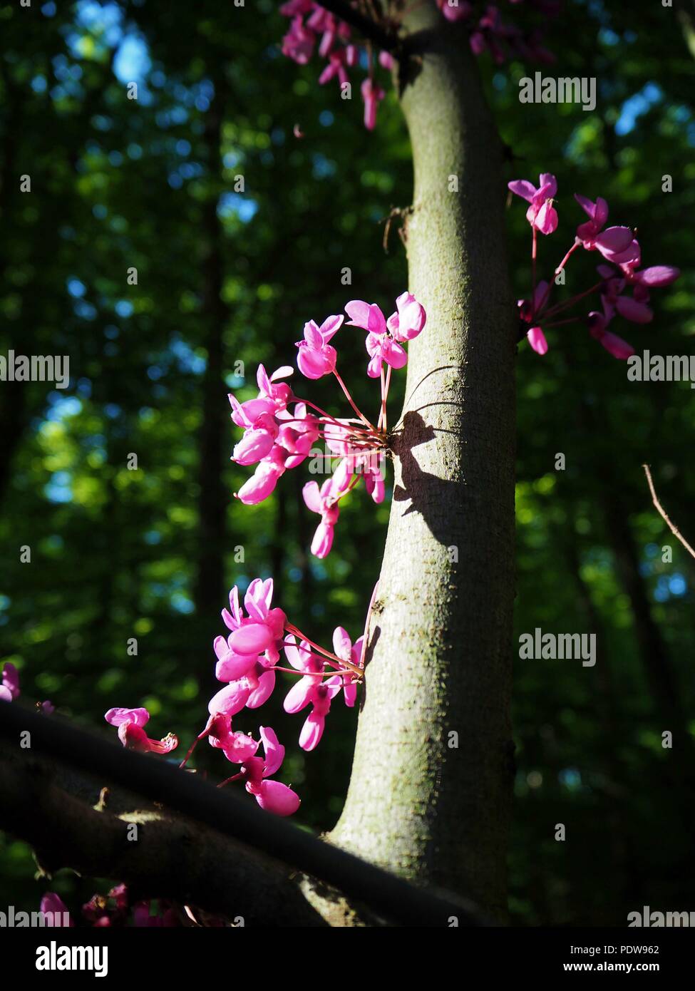 Cercis siliquastrum, Judas tree, Love tree, purple blossoms in the dark ...