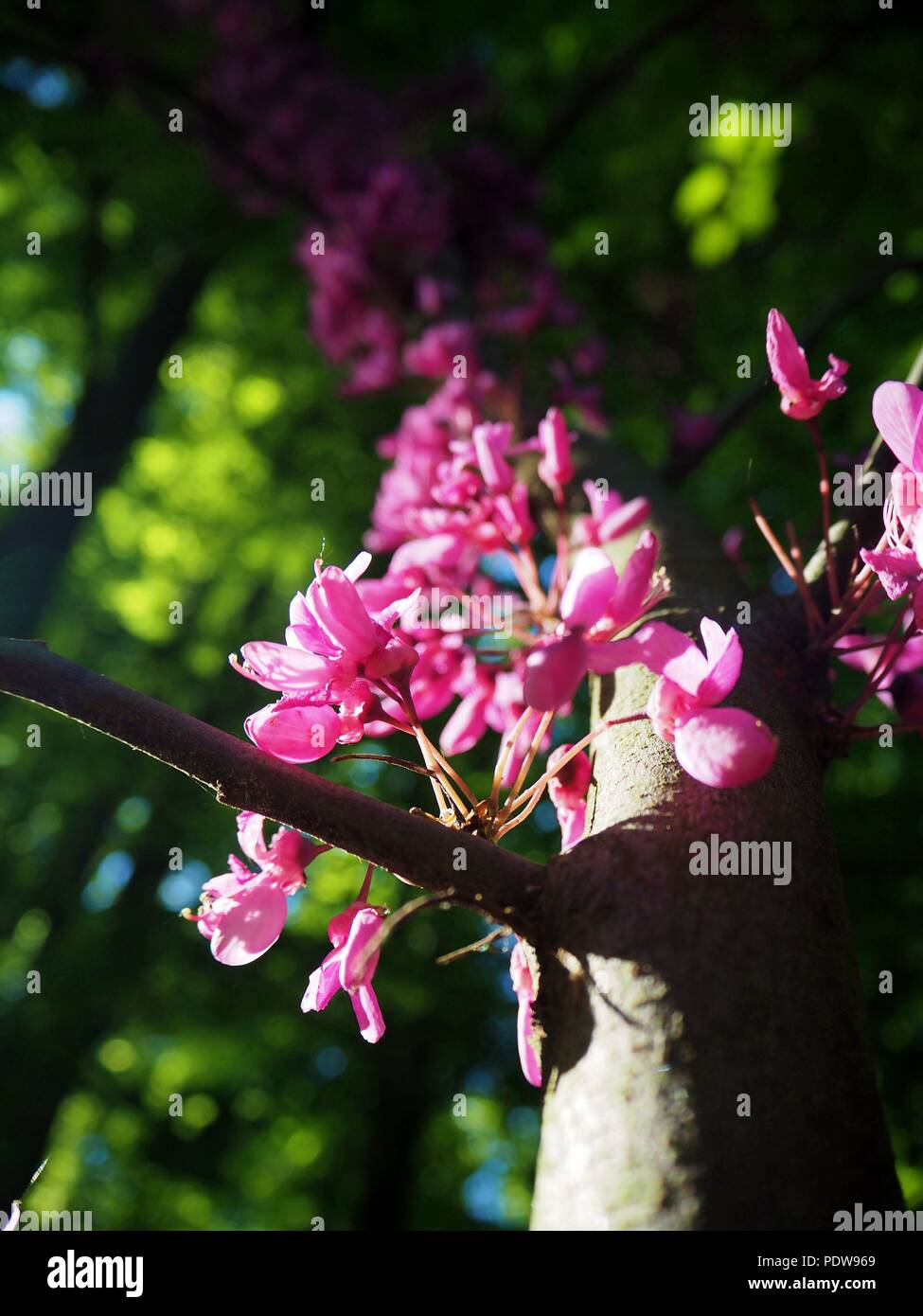 Cercis siliquastrum, Judas tree, Love tree, purple blossoms in the dark ...