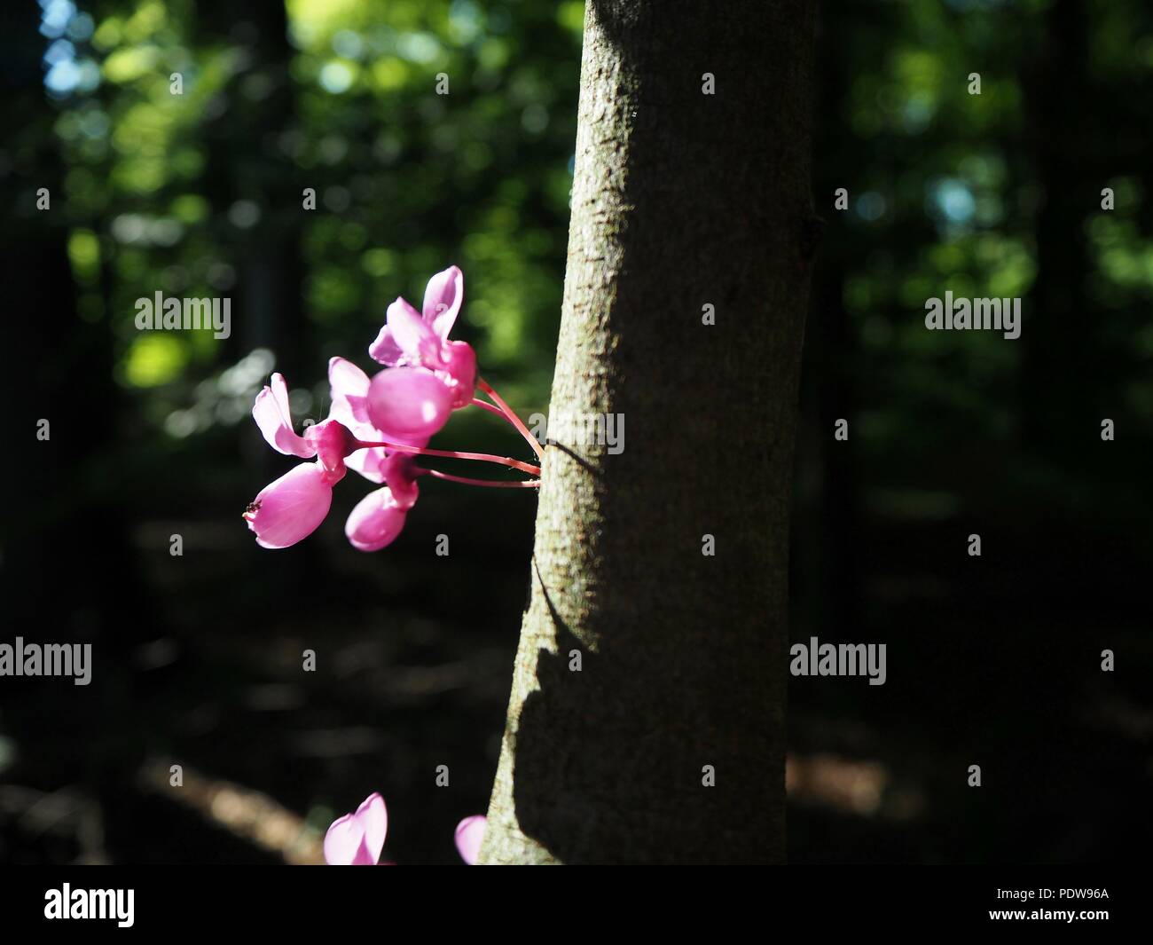 Cercis siliquastrum, Judas tree, Love tree, purple blossoms in the dark ...