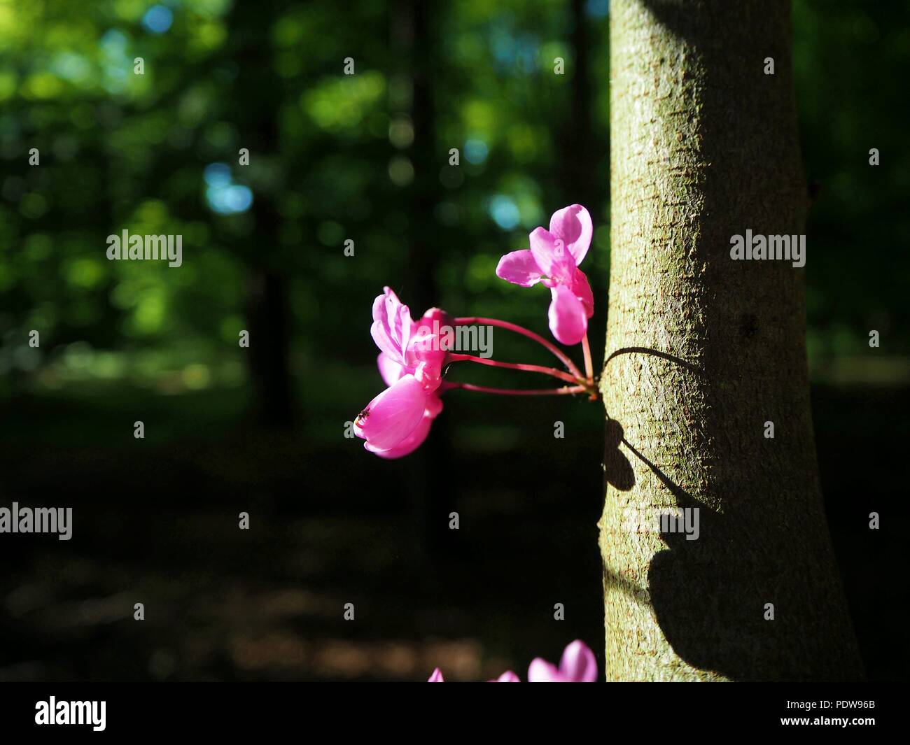 Cercis siliquastrum, Judas tree, Love tree, purple blossoms in the dark ...