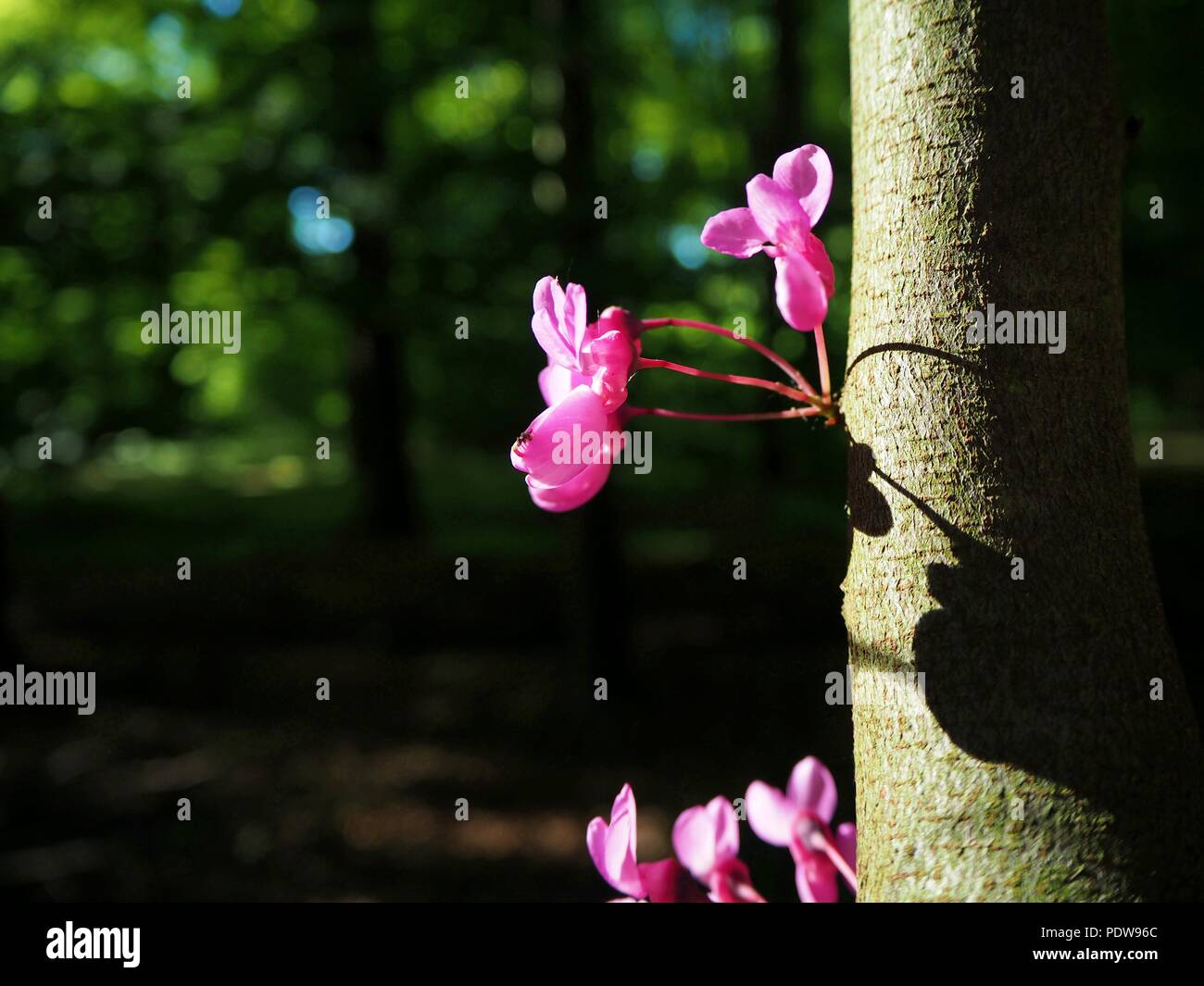 Cercis siliquastrum, Judas tree, Love tree, purple blossoms in the dark ...
