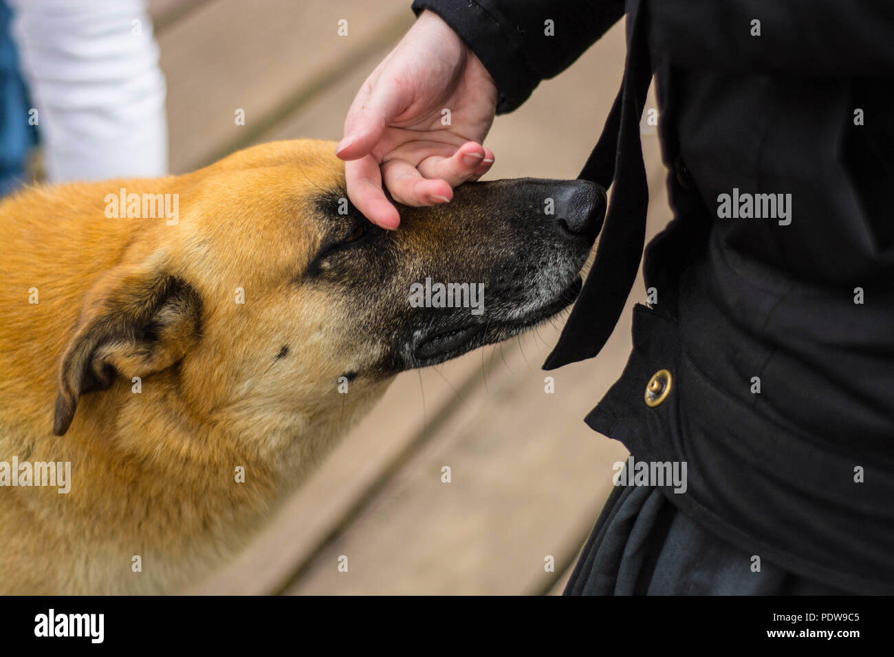 Lovely yellow stray dog is pet by a tourist Stock Photo - Alamy