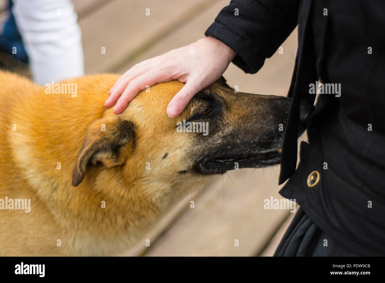 Lovely yellow stray dog is pet by a tourist Stock Photo - Alamy