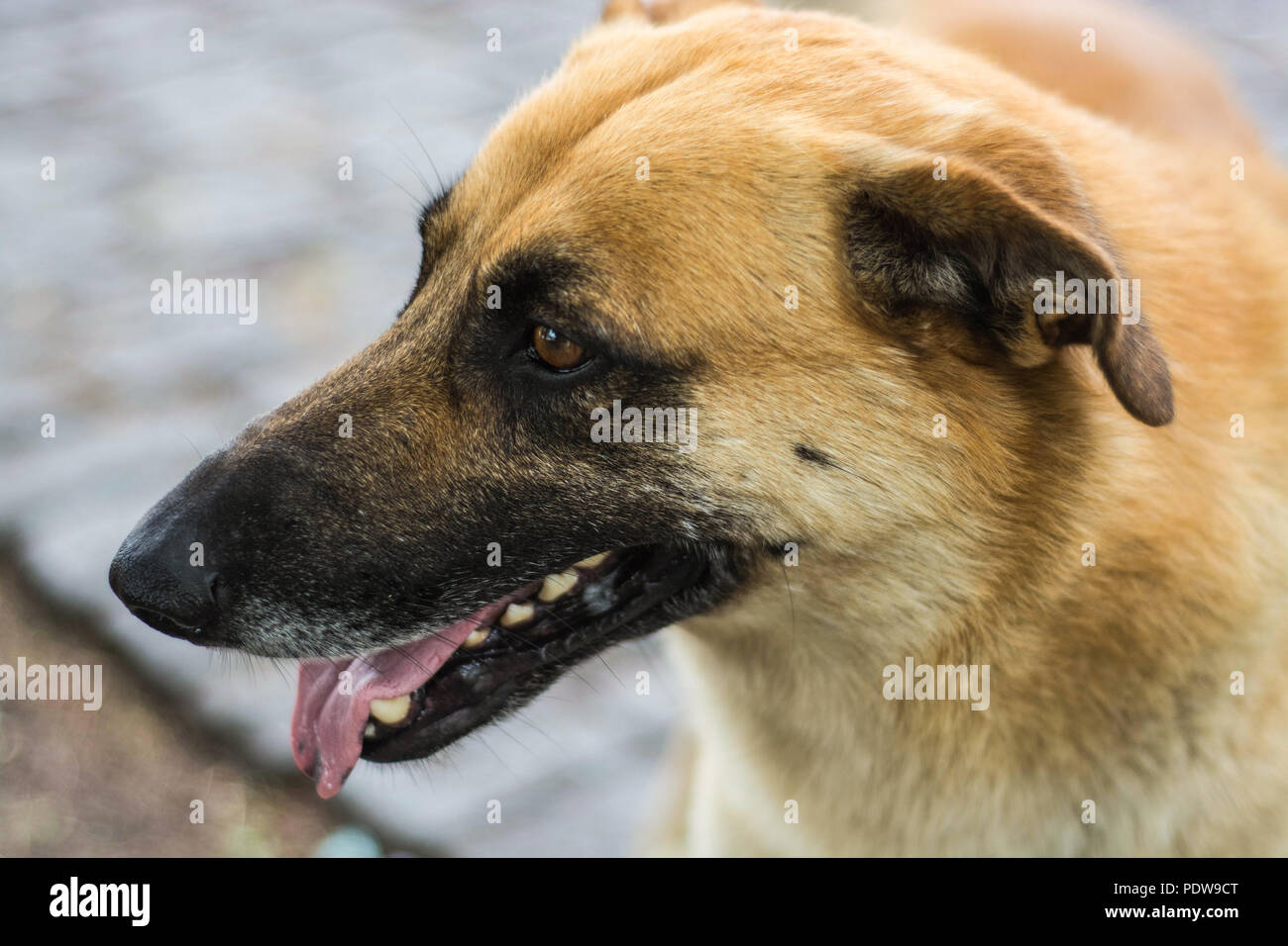 Friendly yellow stray dog Stock Photo - Alamy